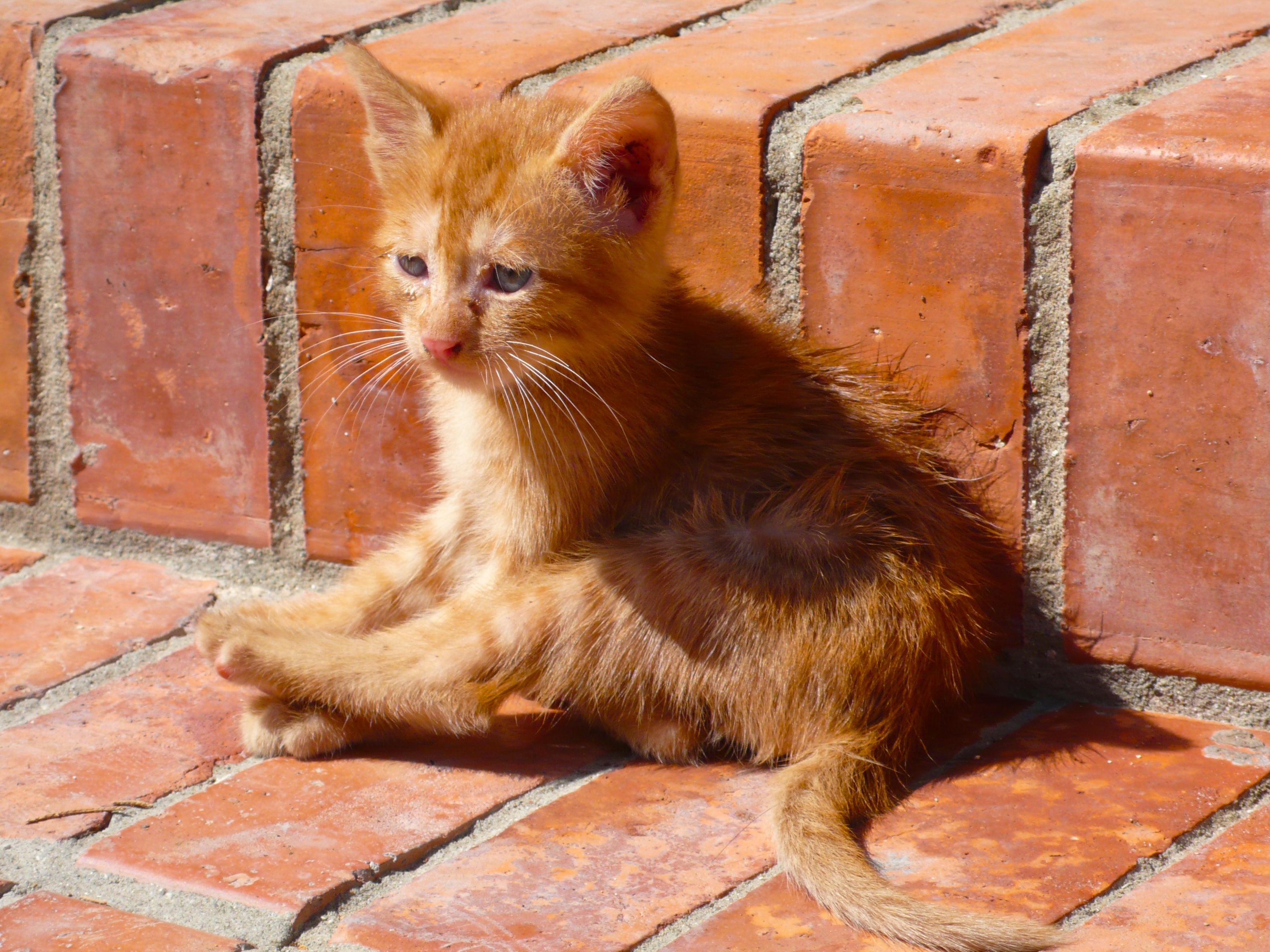 Sicilian Cats | FranGallo's Blog