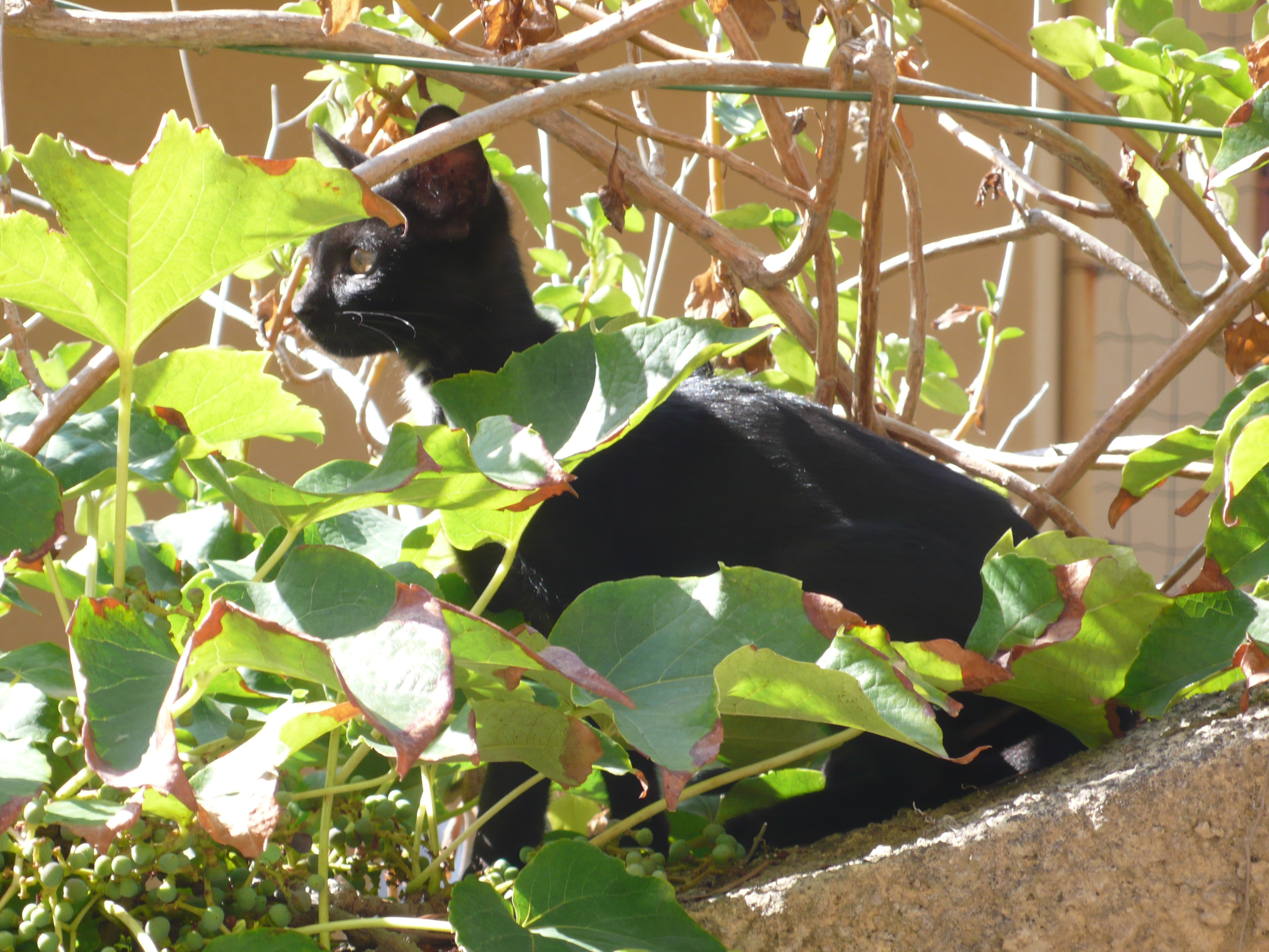 Sicilian Cats | FranGallo's Blog