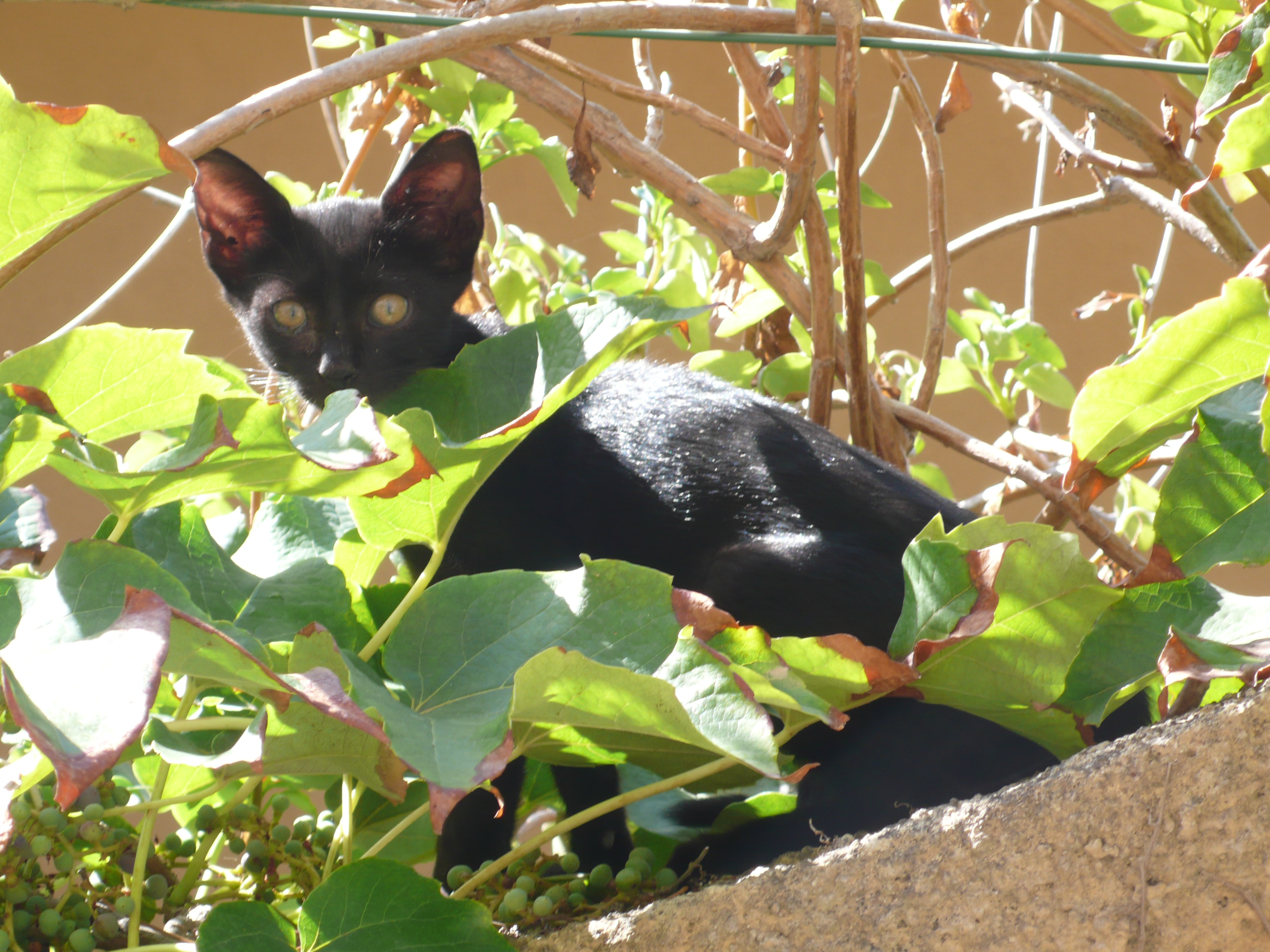 Sicilian Cats | FranGallo's Blog