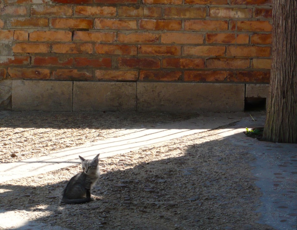 Sicilian Cats | FranGallo's Blog
