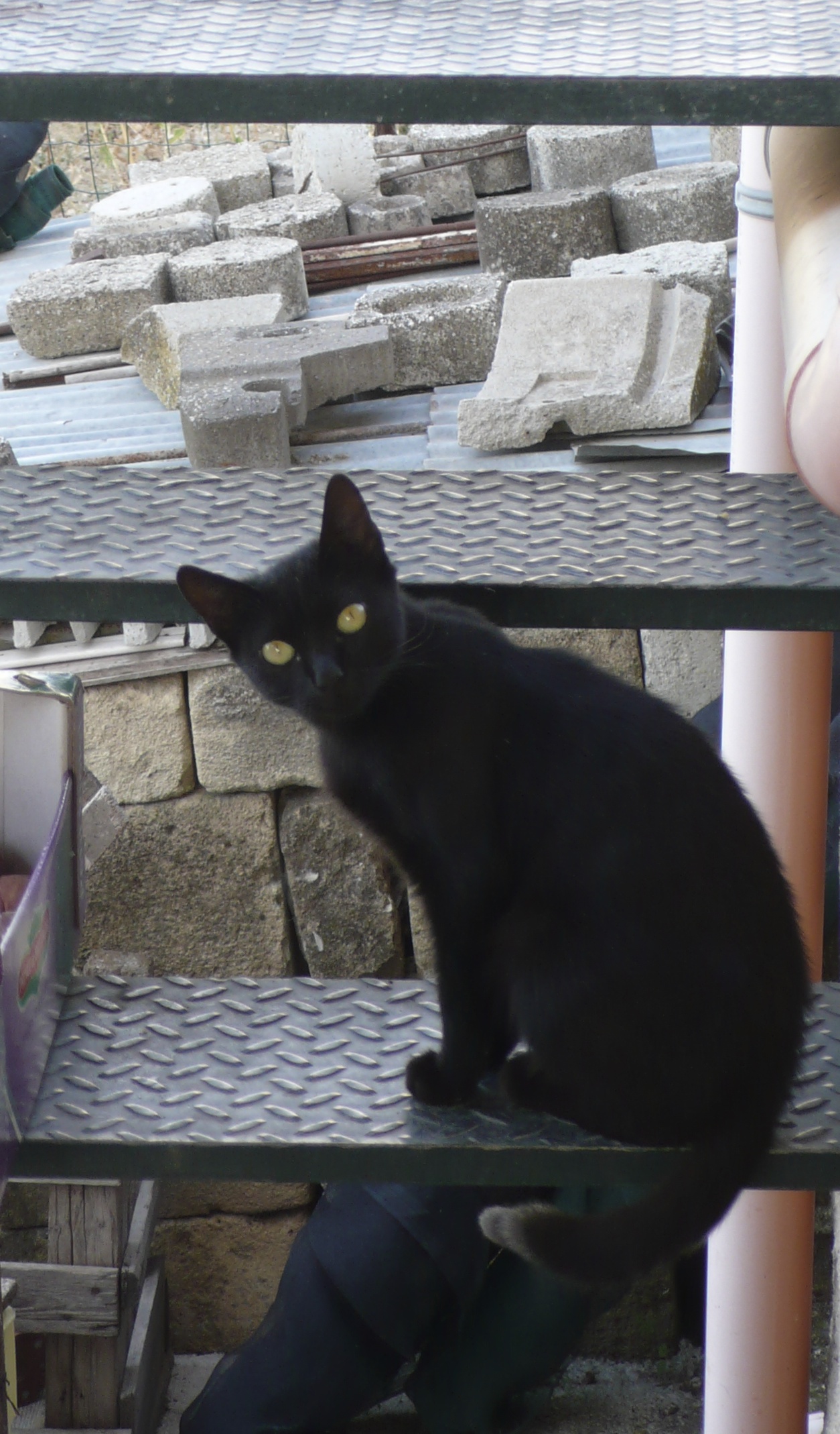 Sicilian Cats II | FranGallo's Blog