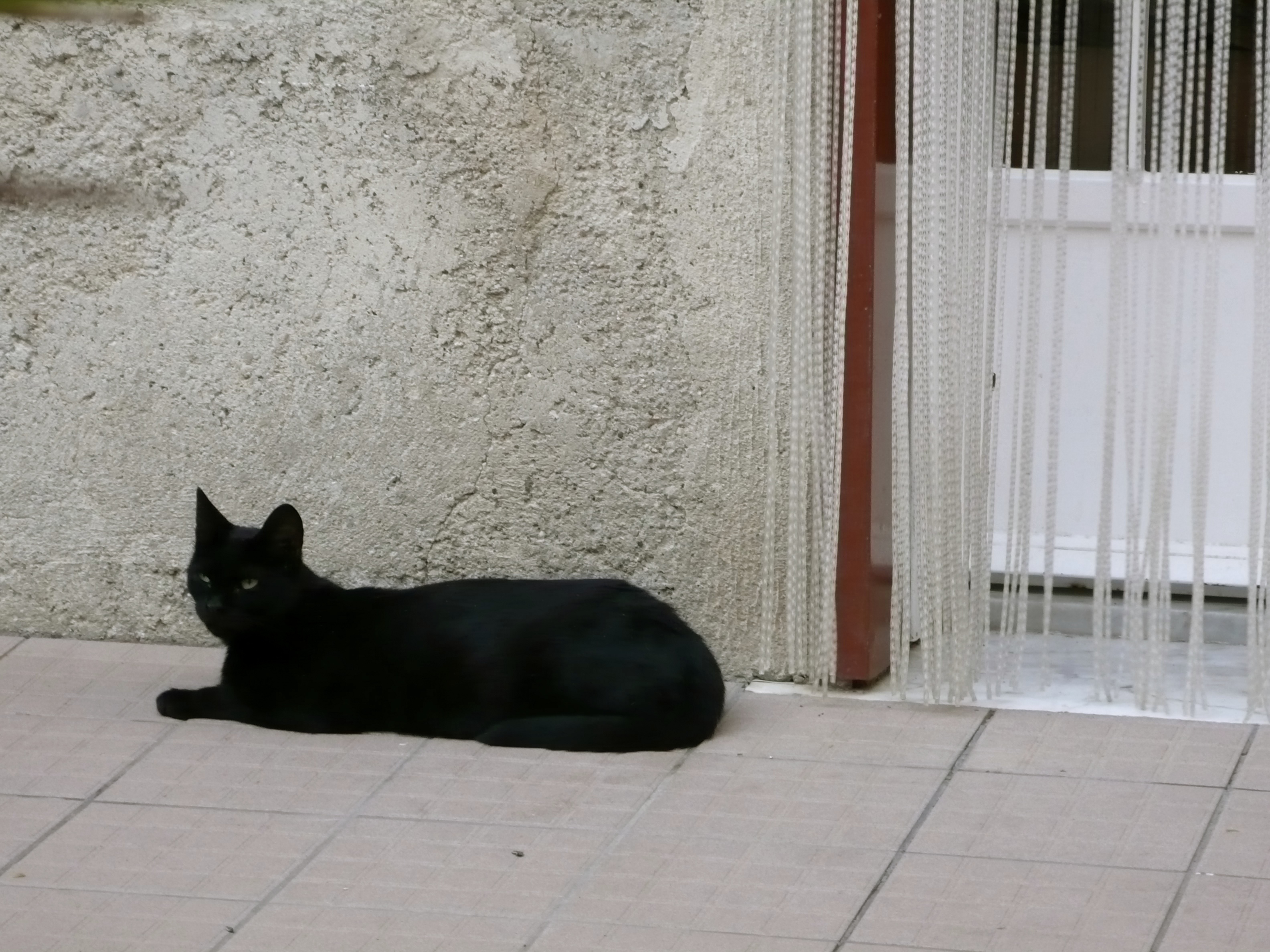 Sicilian Cats II | FranGallo's Blog