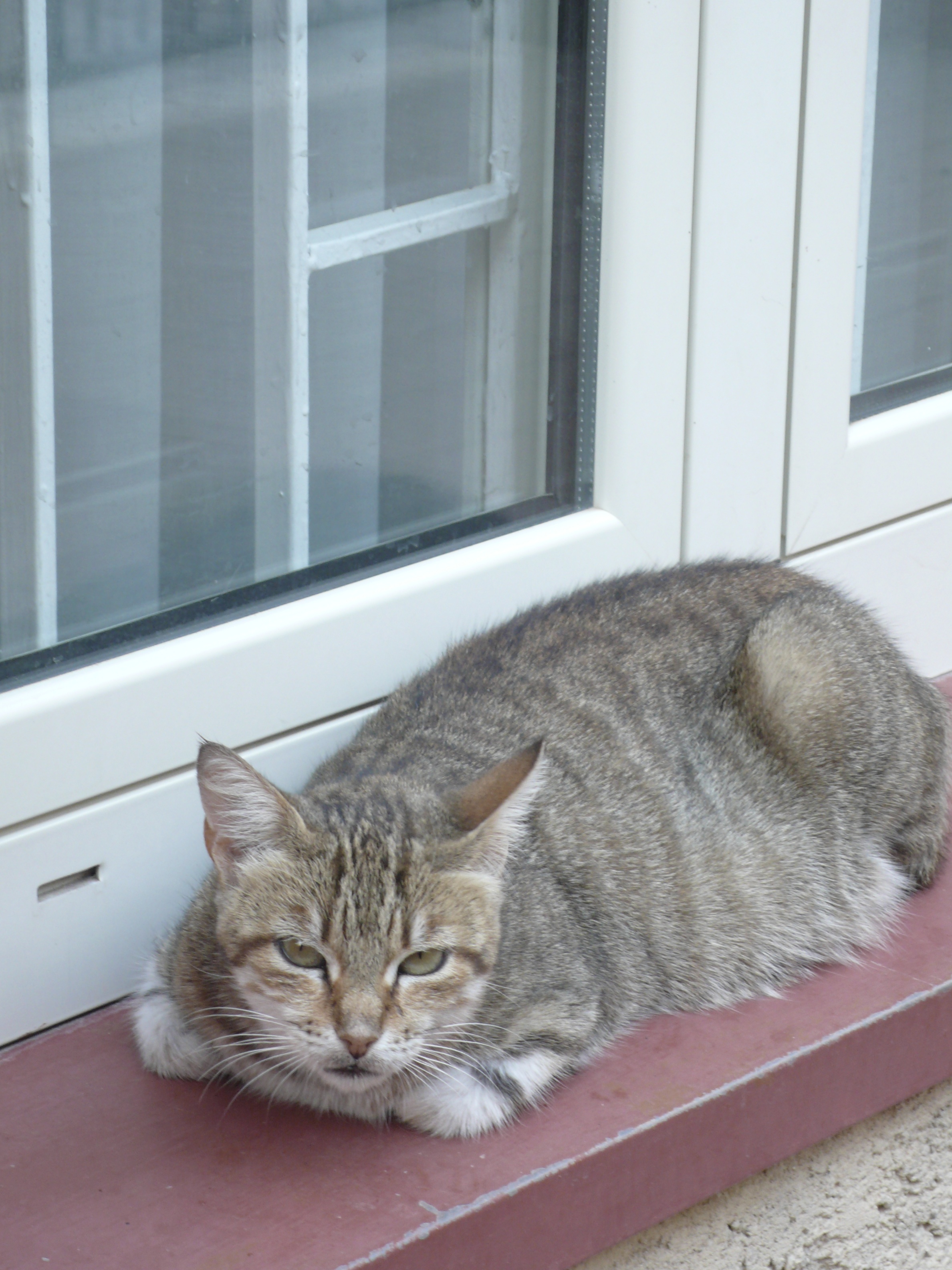 Sicilian Cats II | FranGallo's Blog