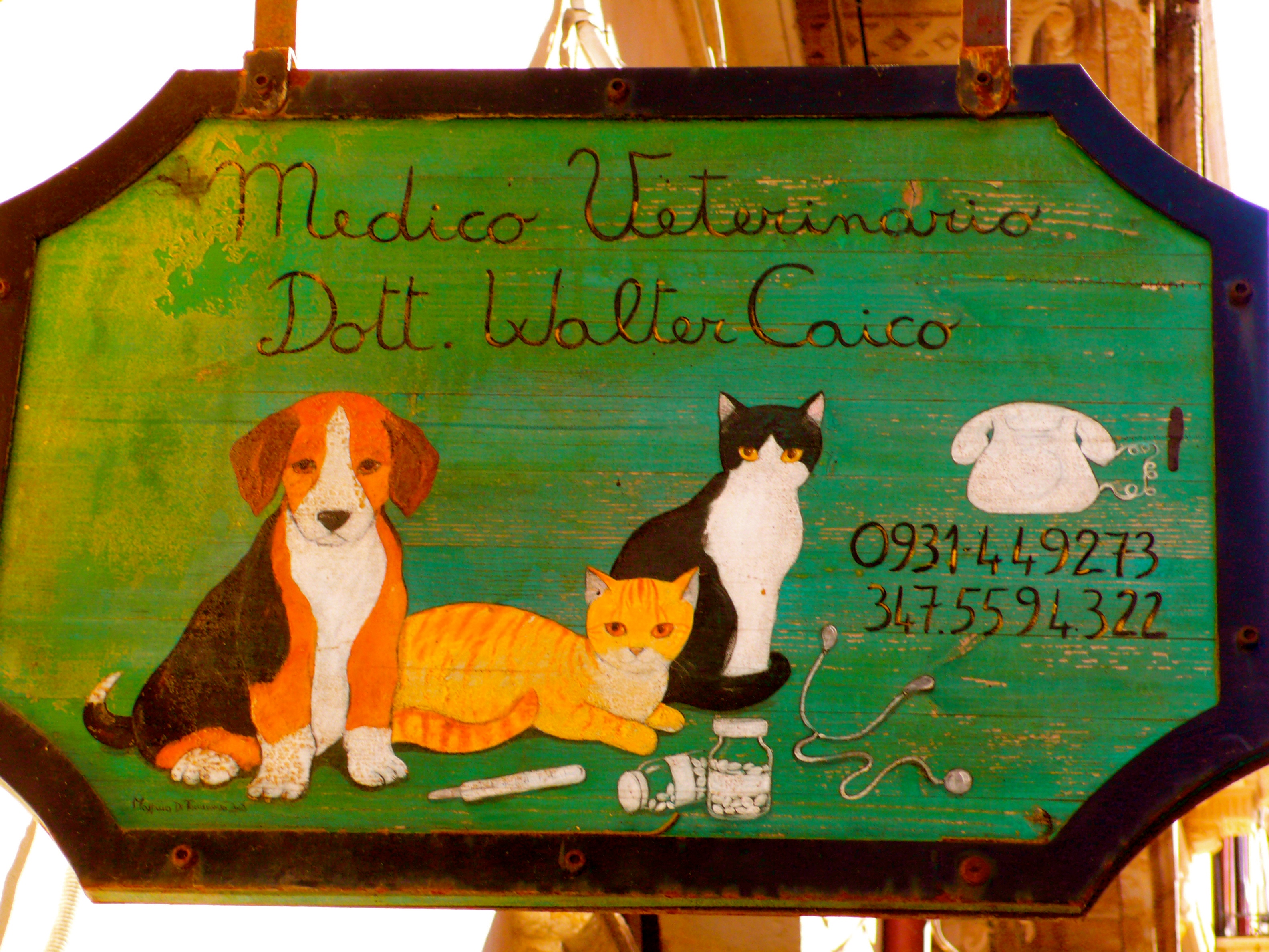 Sicilian Cats II | FranGallo's Blog